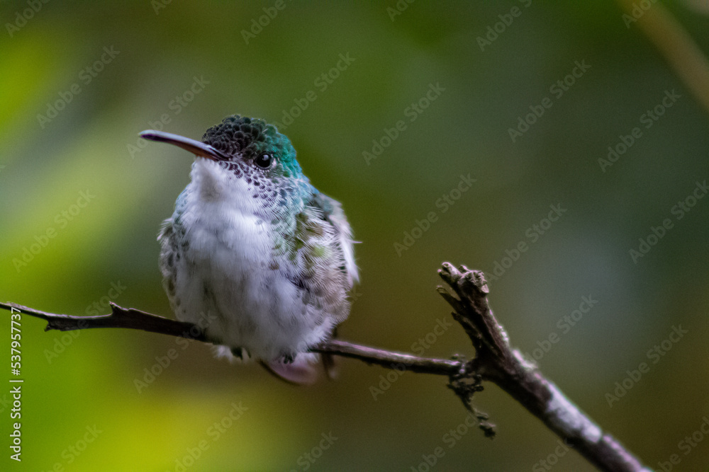 Colibríes de diversas especies pertenecientes al Chocó Andino de Mindo ...