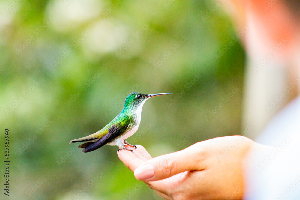 Colibríes de diversas especies pertenecientes al Chocó Andino de Mindo ...