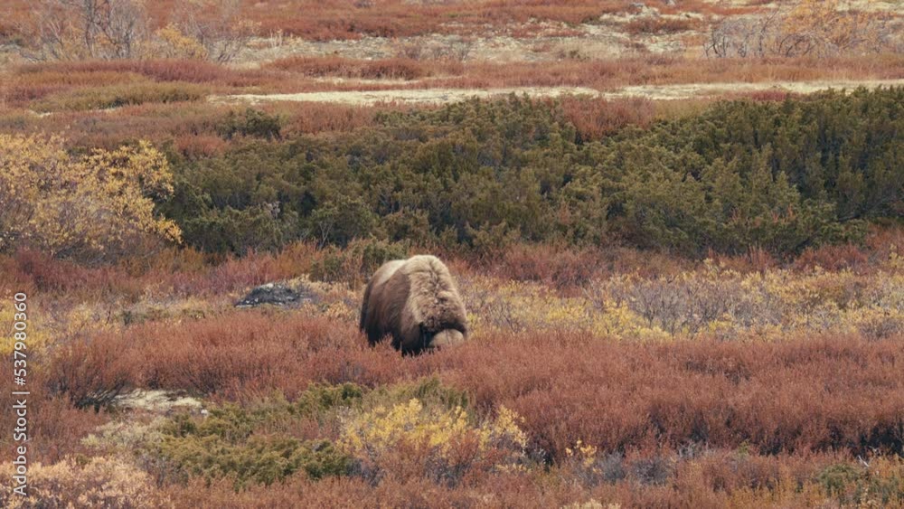Musk Ox Bull On Tundra, Feeding On Grass In Dovrefjell, Norway During ...
