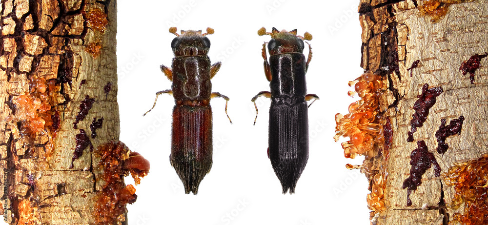 Ambrosia beetle, Platypus solidus (Coleoptera: Curculionidae) and ...