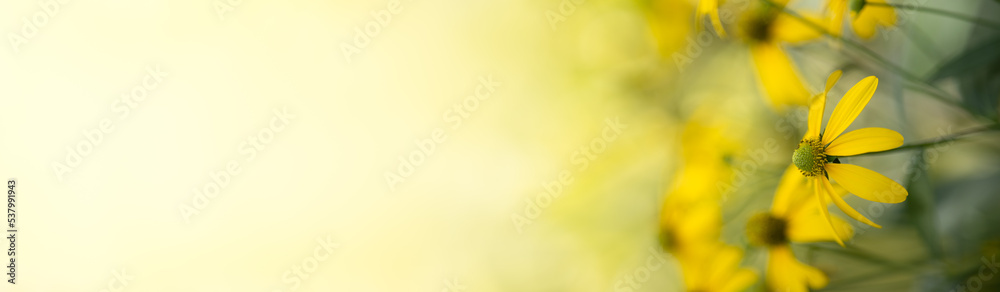 Nature of flower in garden using as cover page background natural flora ...