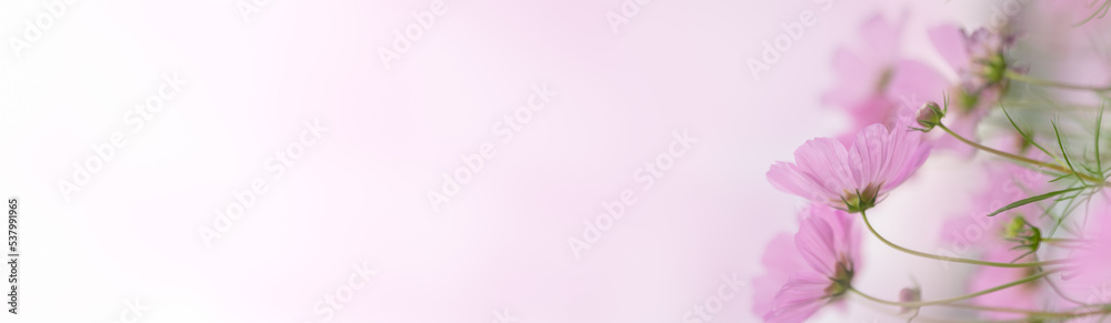 Nature of flower in garden using as cover page background natural flora ...