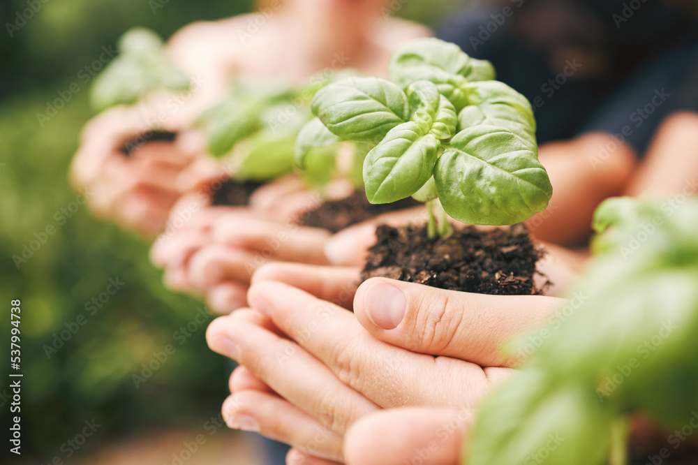 Environment, sustainability and people plant hands, earth day and ...