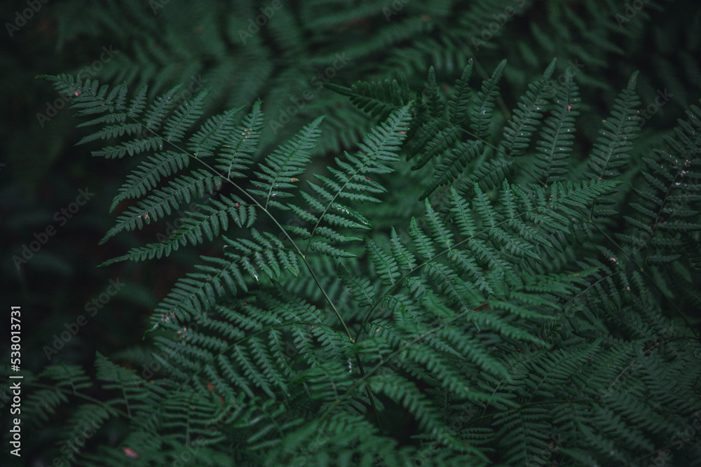Leaves of a natural, green fern close-up, selective, blurred focus ...