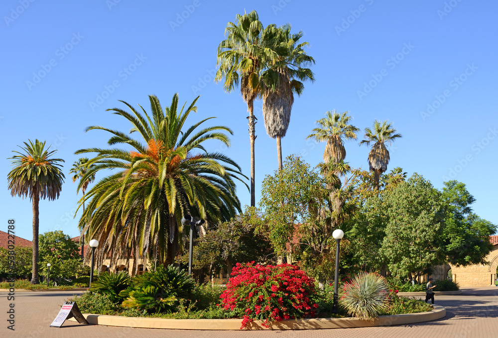 Gardens at Stanford University, California, United States. Palm trees ...