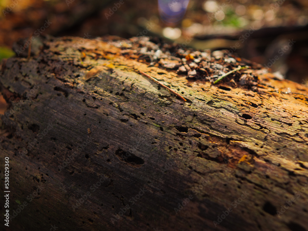 tree bark eaten by bark beetle, close-up old tree texture, old tree ...