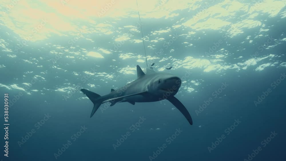 Blue Shark swimming towards diver during shark diving in the Atlantic ...
