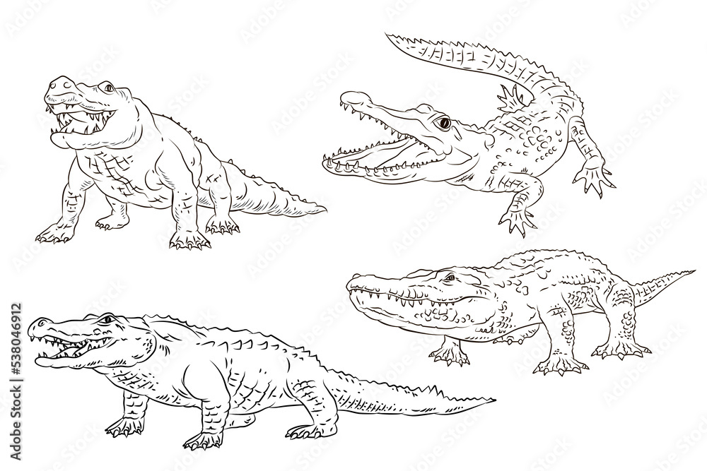 Crocodile Black And White Drawing