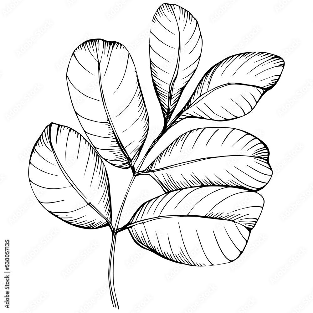 Carob sketch drawing illustration. Carob tree nature engraved style ...