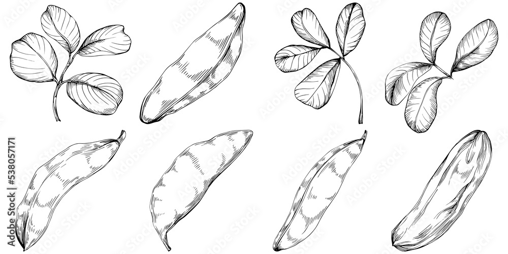 Carob sketch drawing illustration. Carob tree nature engraved style ...