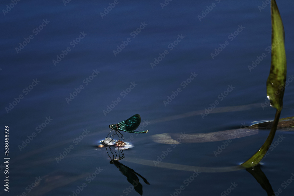 Turquoise dragonfly by night seat on white flower above water surface ...