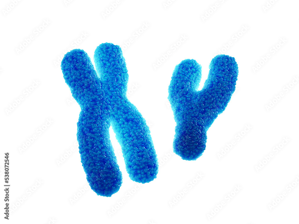 X (Female) and Y (Male) chromosomes isolated. Genetic disorders and ...