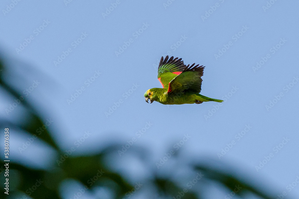 The flying of Turquoise-fronted Parrot also know as Papagaio. Species ...