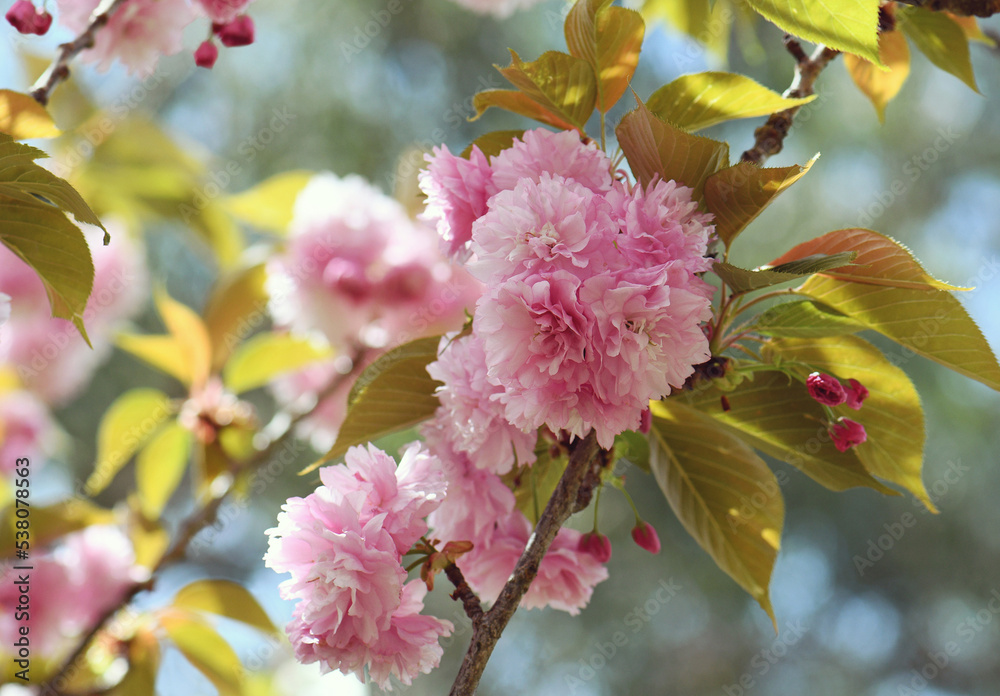 Prunus Serrulata Flower