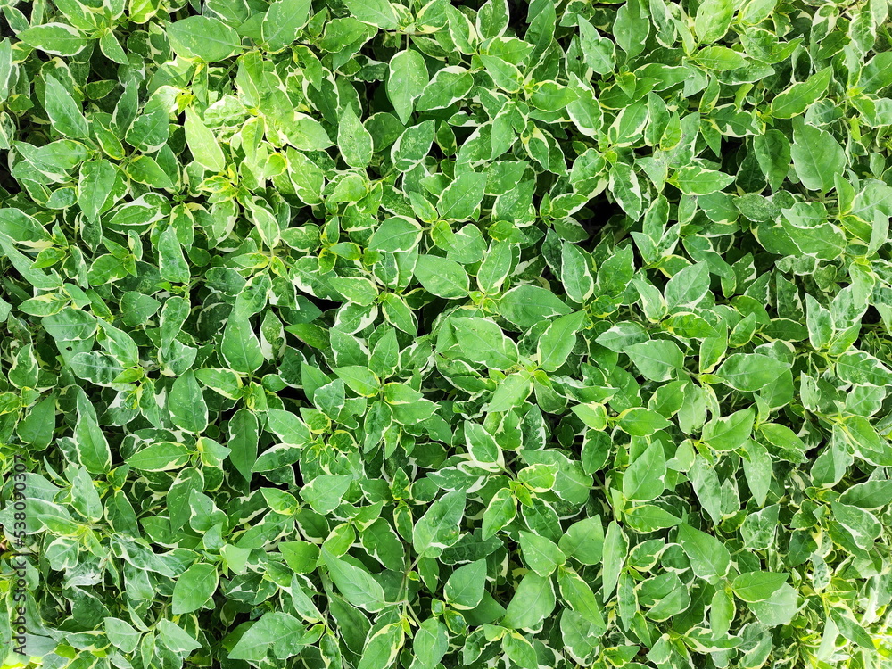 White specks on the green leaves of the Ganges Primrose. Scientific ...