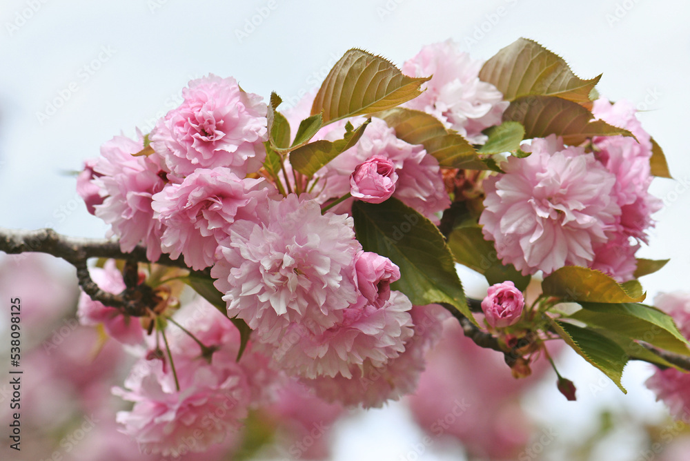 Beautiful double flowers of the Pink Flowering Cherry, Prunus serrulata ...