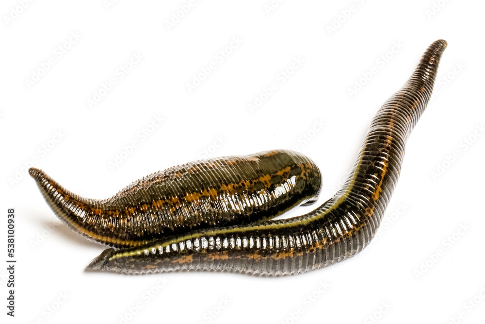 Leeches In Medicine