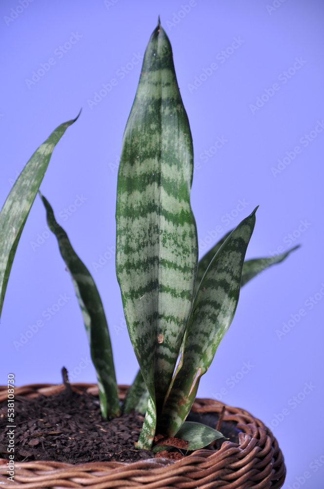 planta verde espada de são jorge Stock Photo | Adobe Stock