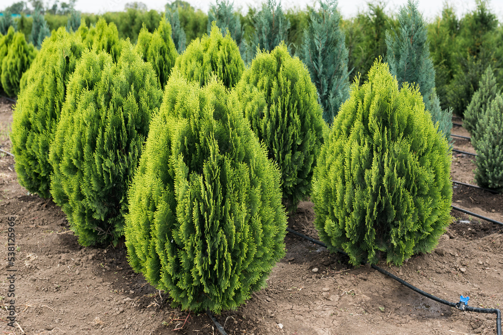 Thuja orientalis Aurea Nana in plant nursery. Dwarf evergreen tree with ...