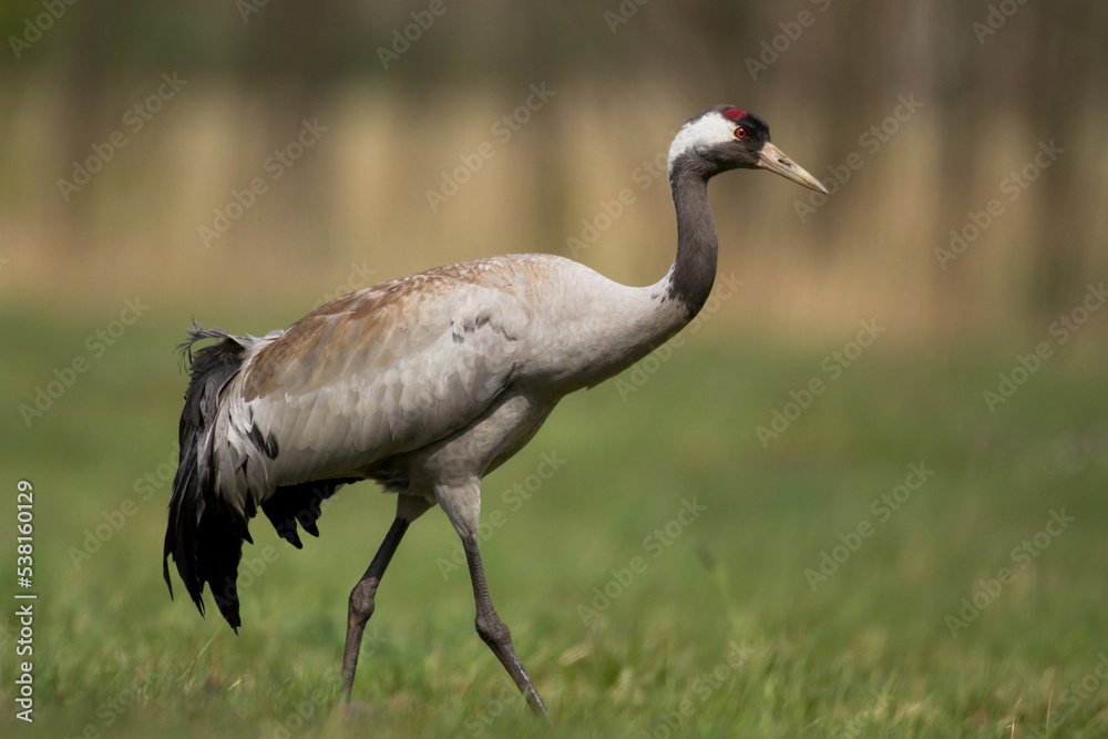 Wild common crane, grus grus, walking on hay field in spring nature ...