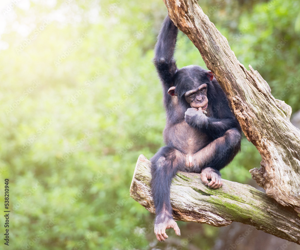 Chimpancé comiéndose las uñas Stock Photo | Adobe Stock