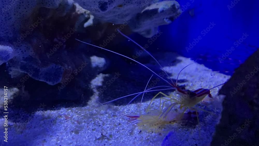 An act of cannibalism in the animal world. A shrimp eats a shrimp ...