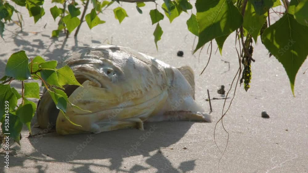 Fish are rotting on the shore. Dead fish. Dead fish on the beach. The ...