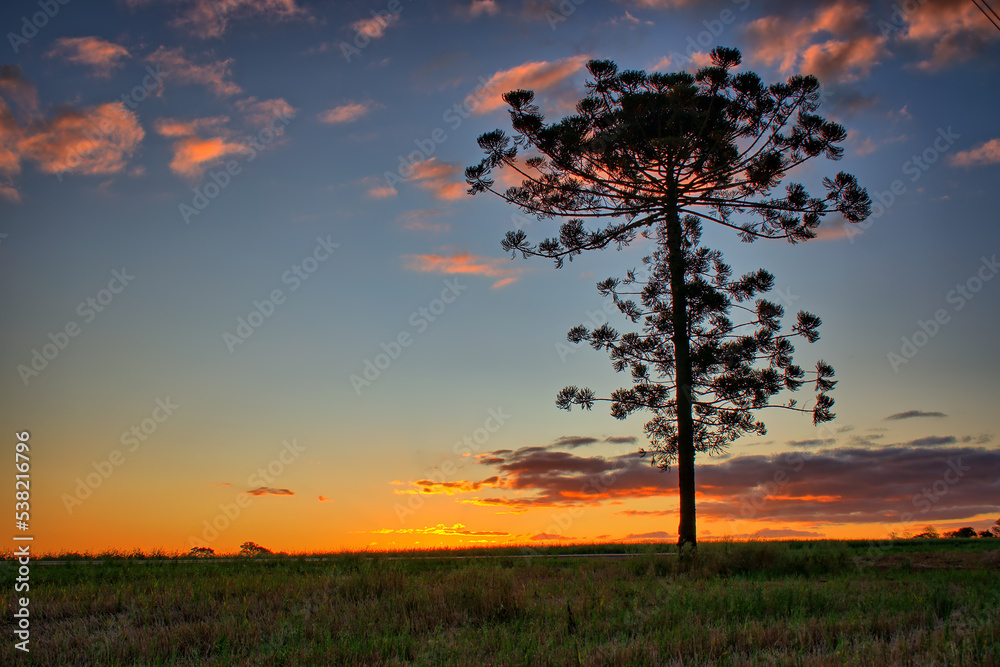Pôr do Sol entre nuvens e a árvore Araucária, também conhecido como ...