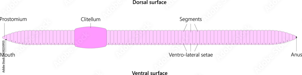 Earthworm is a segmented worm, an invertebrate of the phylum Annelida ...
