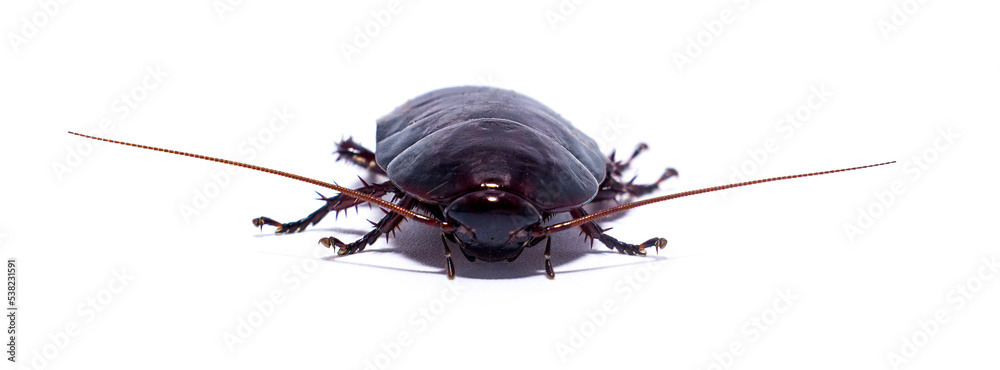 Florida woods cockroach - Eurycotis floridana - native to Florida and ...