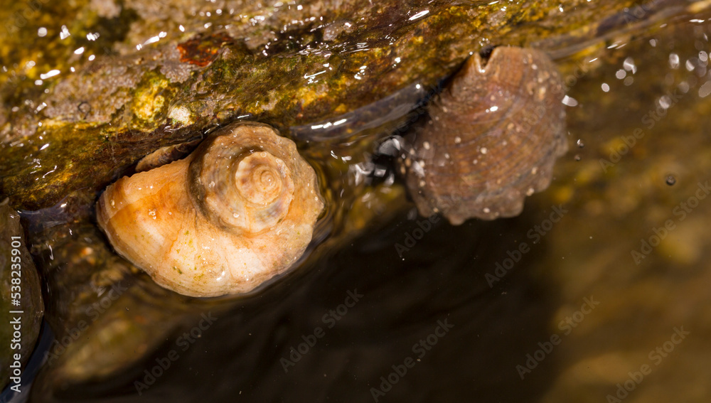 Rapana venosa, common name the veined rapa whelk, a marine gastropod ...