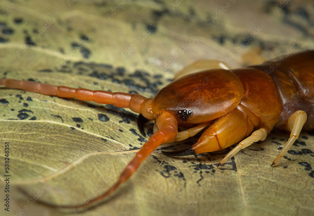 Foto de centipede (Scolopendra sp.) sleeping on a mossy tree in ...