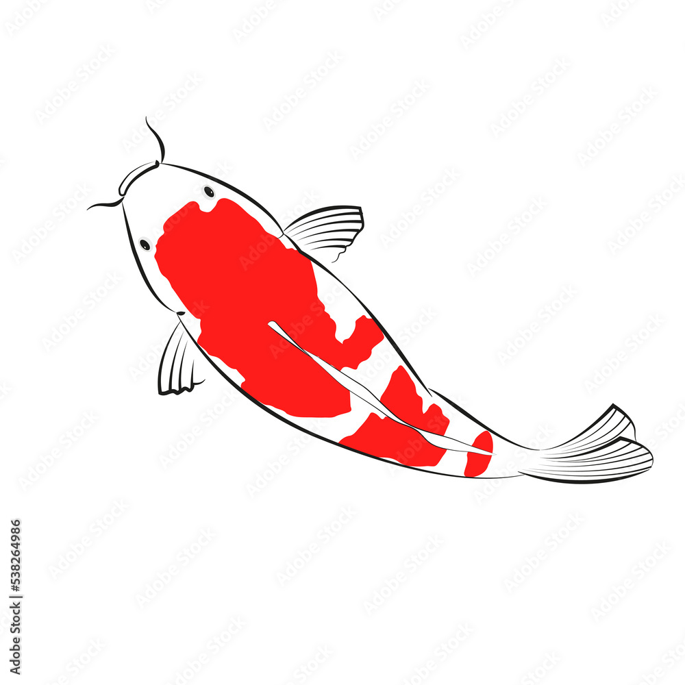 Carp top view sketch style drawing. Red and white Carp fish drawing ...
