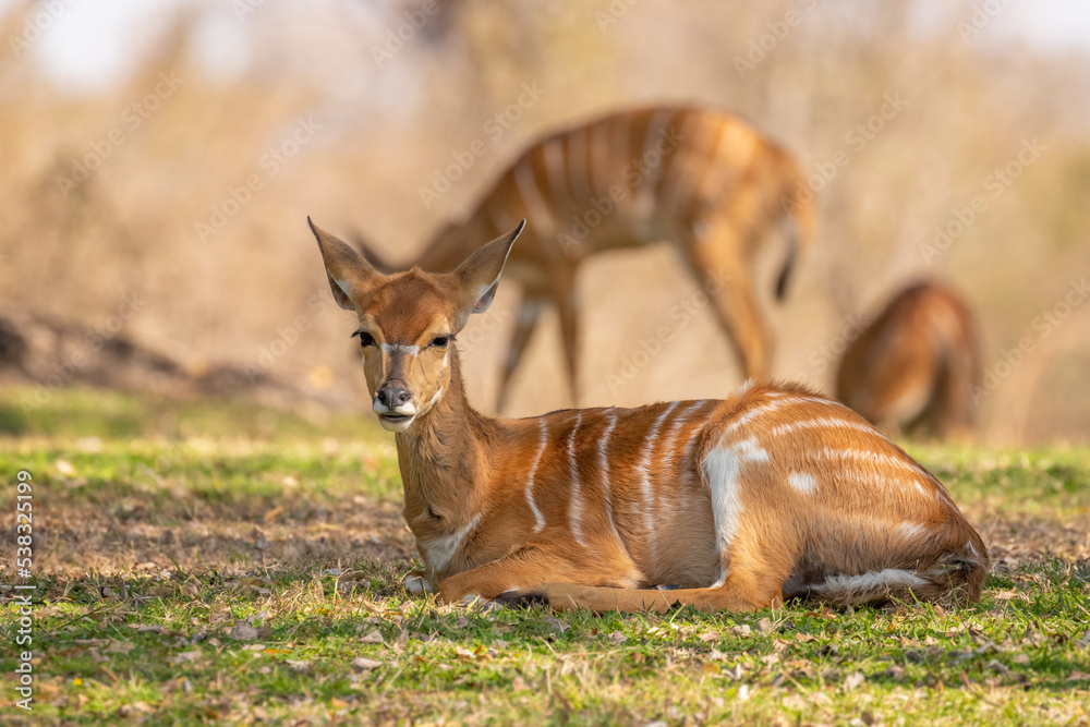 Female lowland nyala ( Tragelaphus angasii) lying down, Sabi Sands Game ...