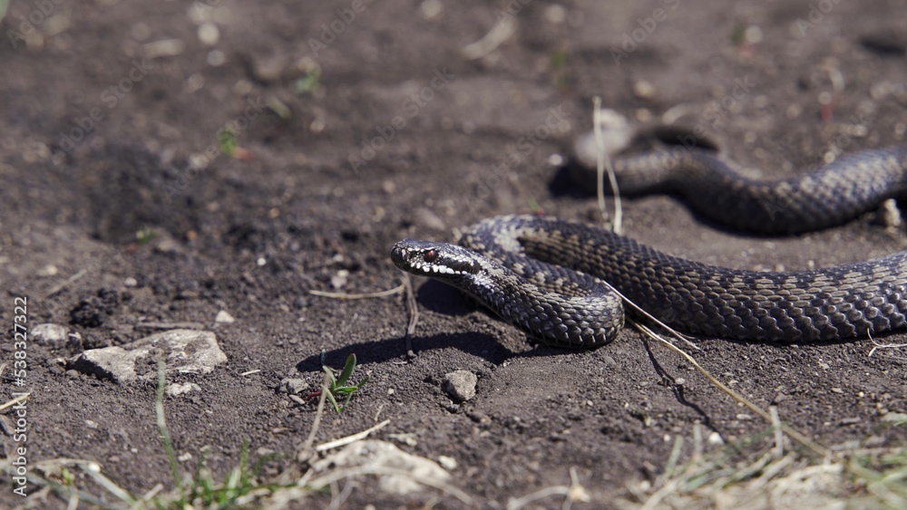 Venomous adder viper snake (Vipera berus) attack and bite Stock Photo ...