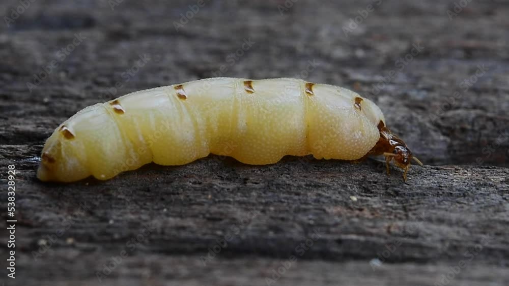 Termite mother queen white ant the one that will spawn her retinue on ...