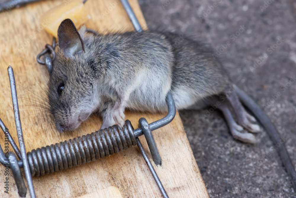 Dead mouse in a mousetrap. Mouse hunting. The mouse is a small rodent ...