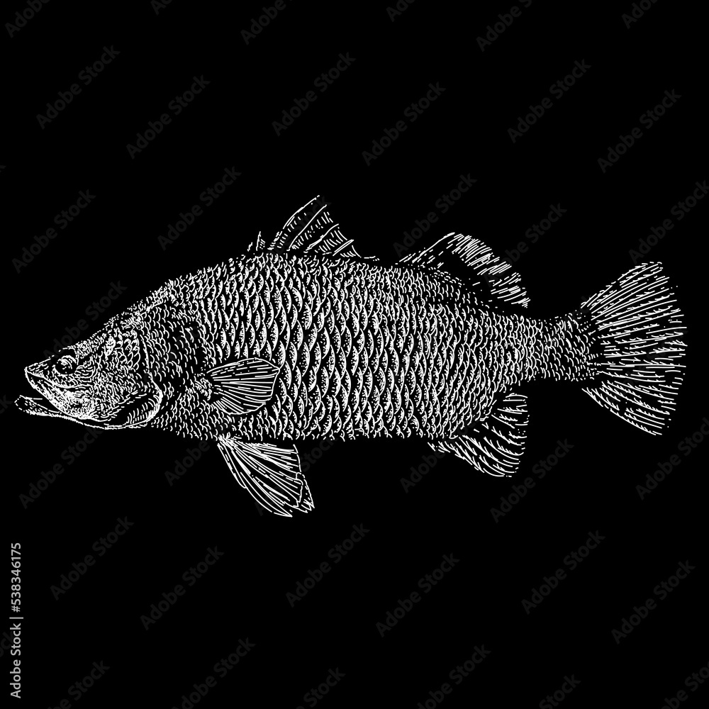 Barramundi Fish hand drawing. Vector illustration isolated on black ...