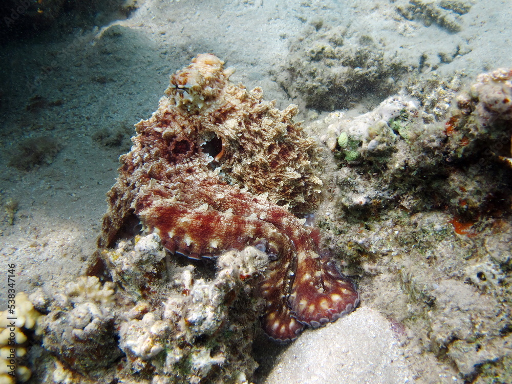 Octopus. Big Blue Octopus on the Red Sea Reefs. The cyanea octopus ...