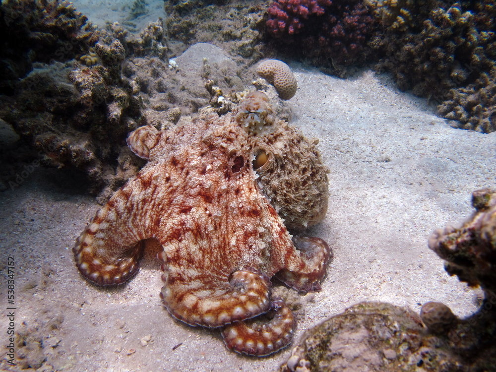 Octopus. Big Blue Octopus on the Red Sea Reefs. Stock Photo | Adobe Stock