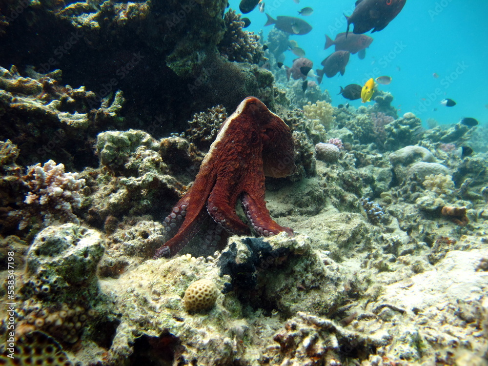 Big Blue Octopus (Octopus cyanea) Octopus. Big Blue Octopus on the Red ...