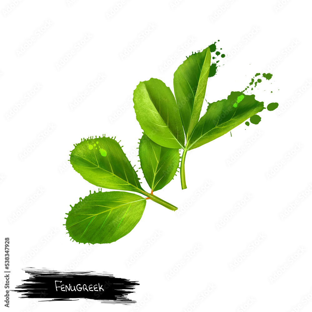 Fenugreek. Shambala. Helba. Fenugreek trigonella foenum-graecum ...