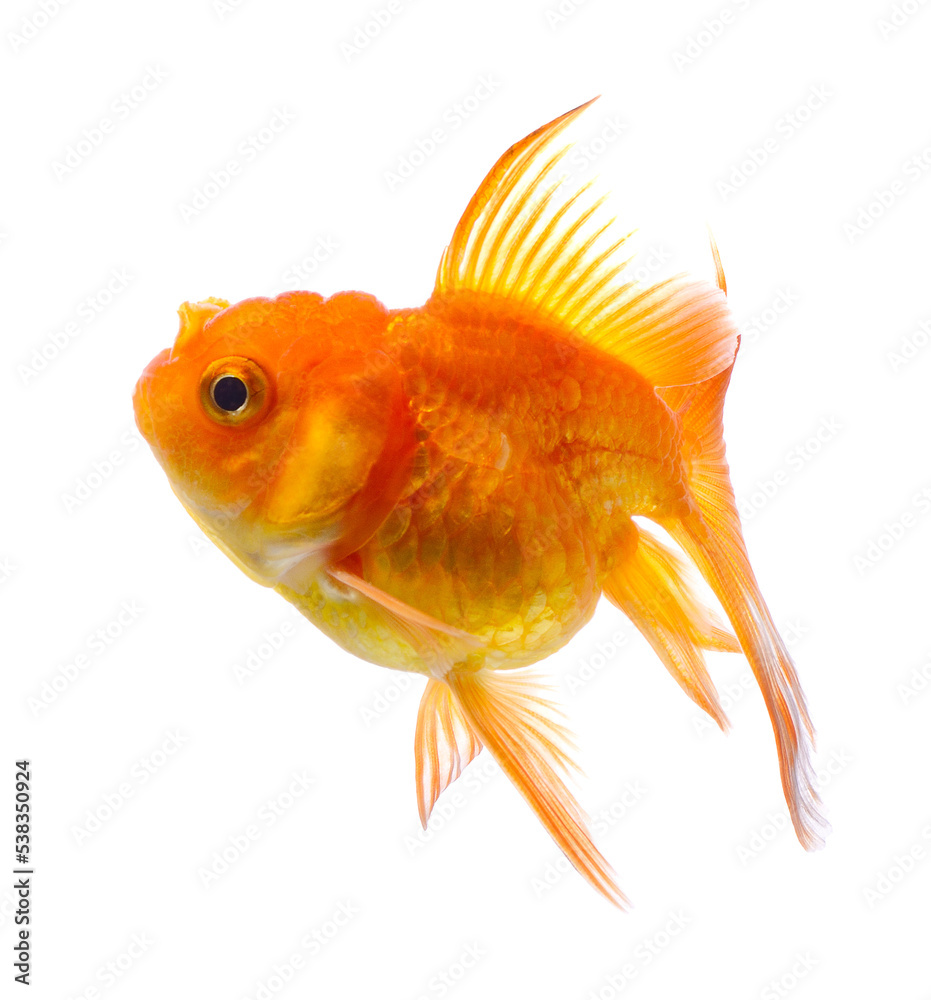 Transparent Background Goldfish
