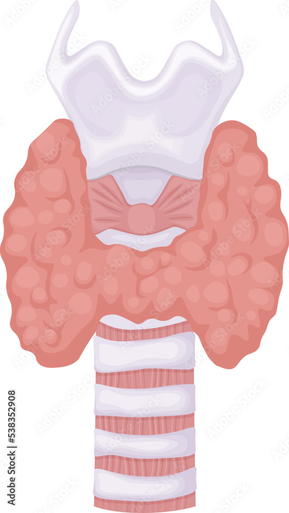 Thyroid gland. Anatomical image of the thyroid gland. Human internal ...