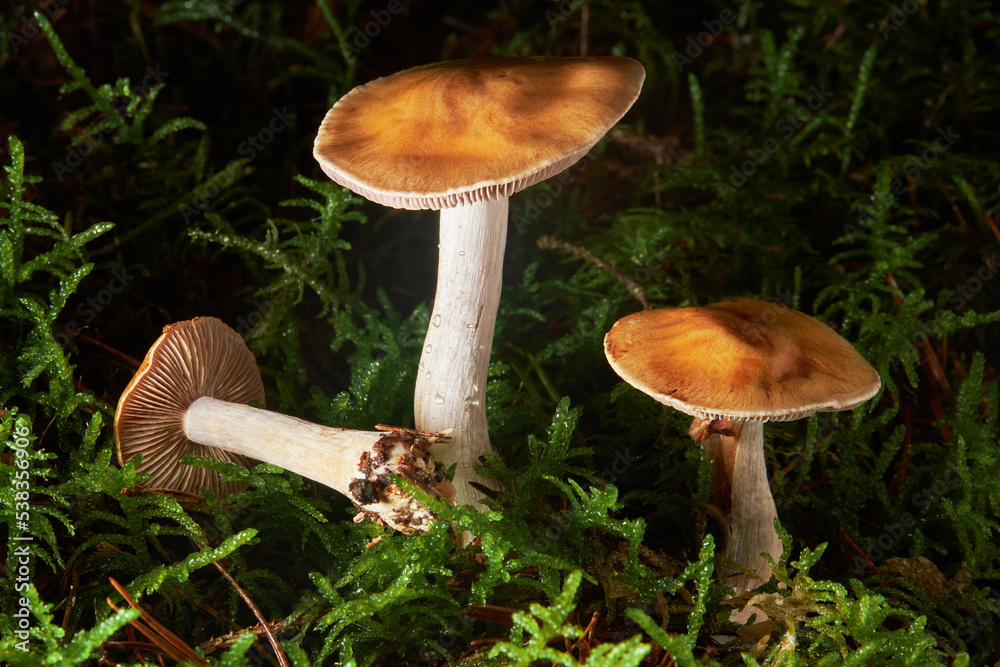 Closeup of Cortinarius collinitus, commonly known as blue-girdled ...