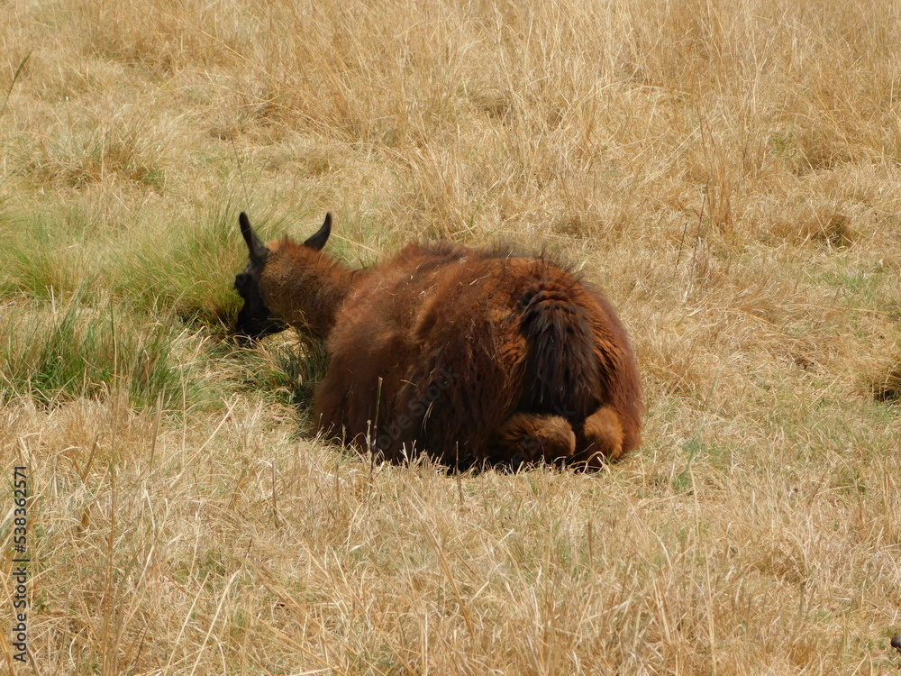 Closeup photograph from the rear of a brown Llama lying down with its ...