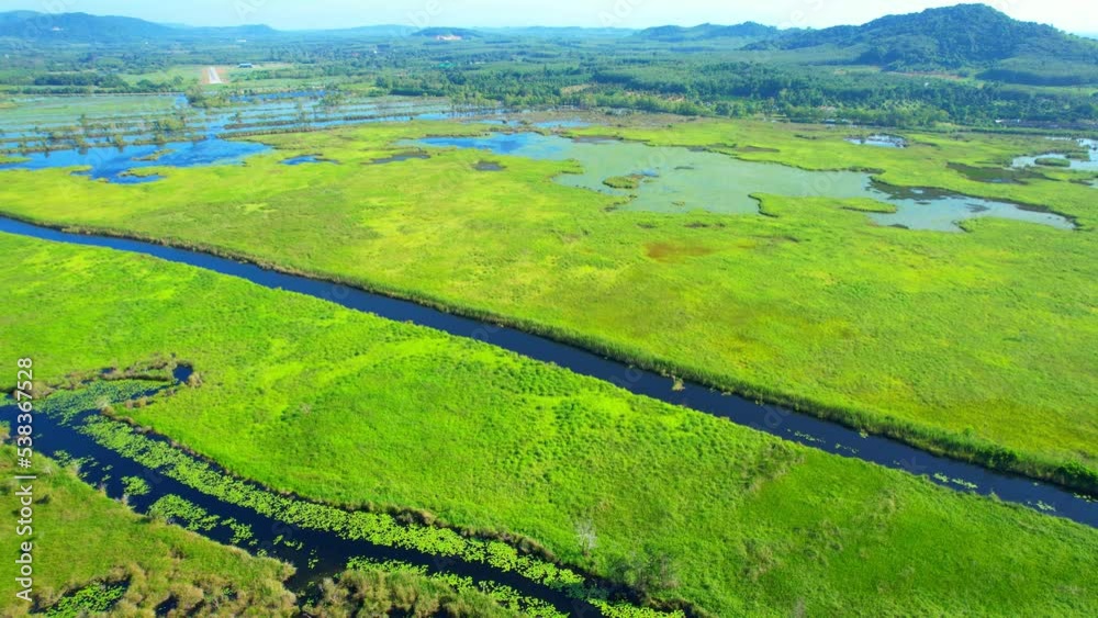 Drones are flying over large wetlands, various aquatic plants, wetlands ...