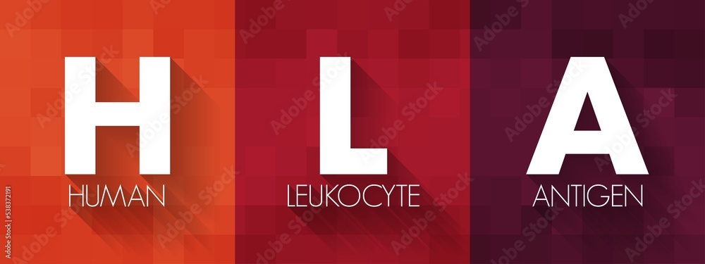 HLA Human Leukocyte Antigen - complex of genes on chromosome 6 in ...