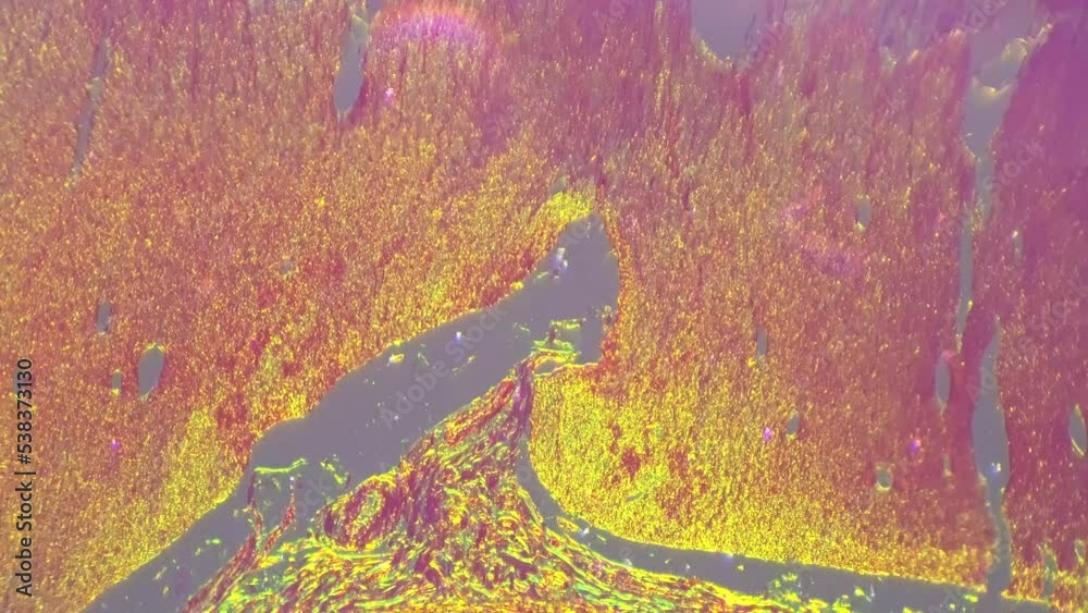 Smooth human muscle on isolated macro static image of under microscope ...