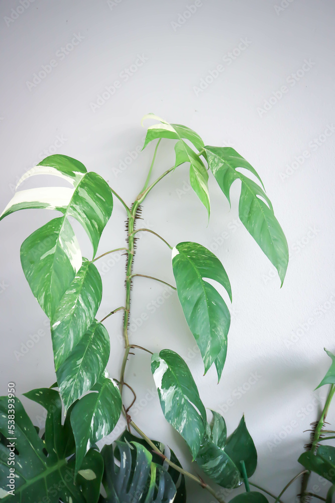 Epipremnum, Epipremnum Pinnatum Variegata or Epipremnum pinnatum ...